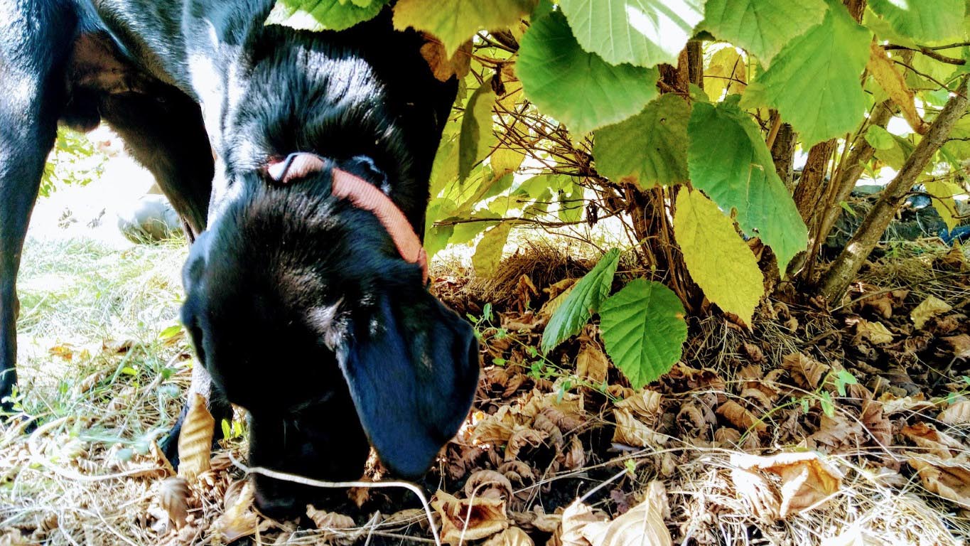 Truffle adventure – Hunting and gastro tour - TriflaFarm ...